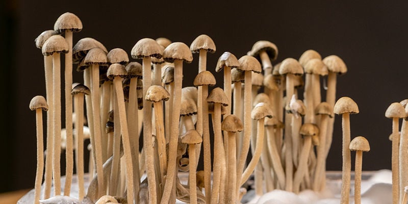 ¿Qué Es La Panaeolus Cyanescens? - Zamnesia